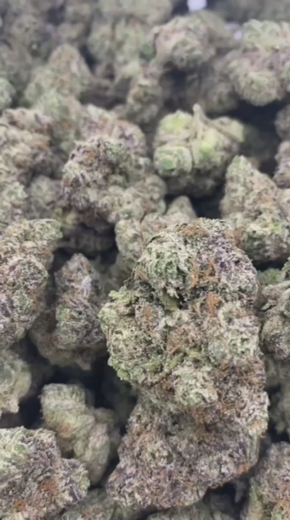 Exotic Candy Cut Indoor 31.2% THC